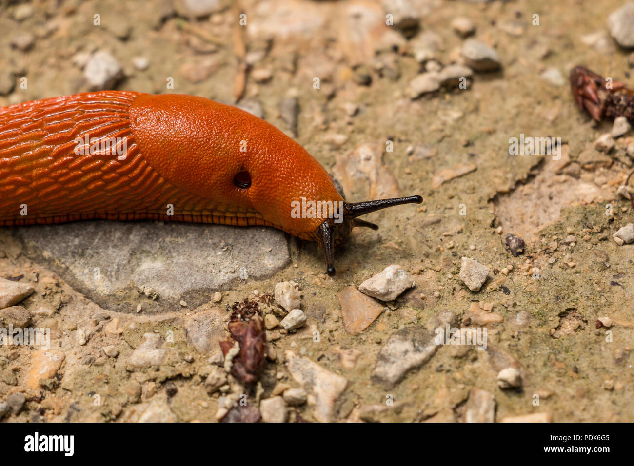 Groveling hi-res stock photography and images - Alamy