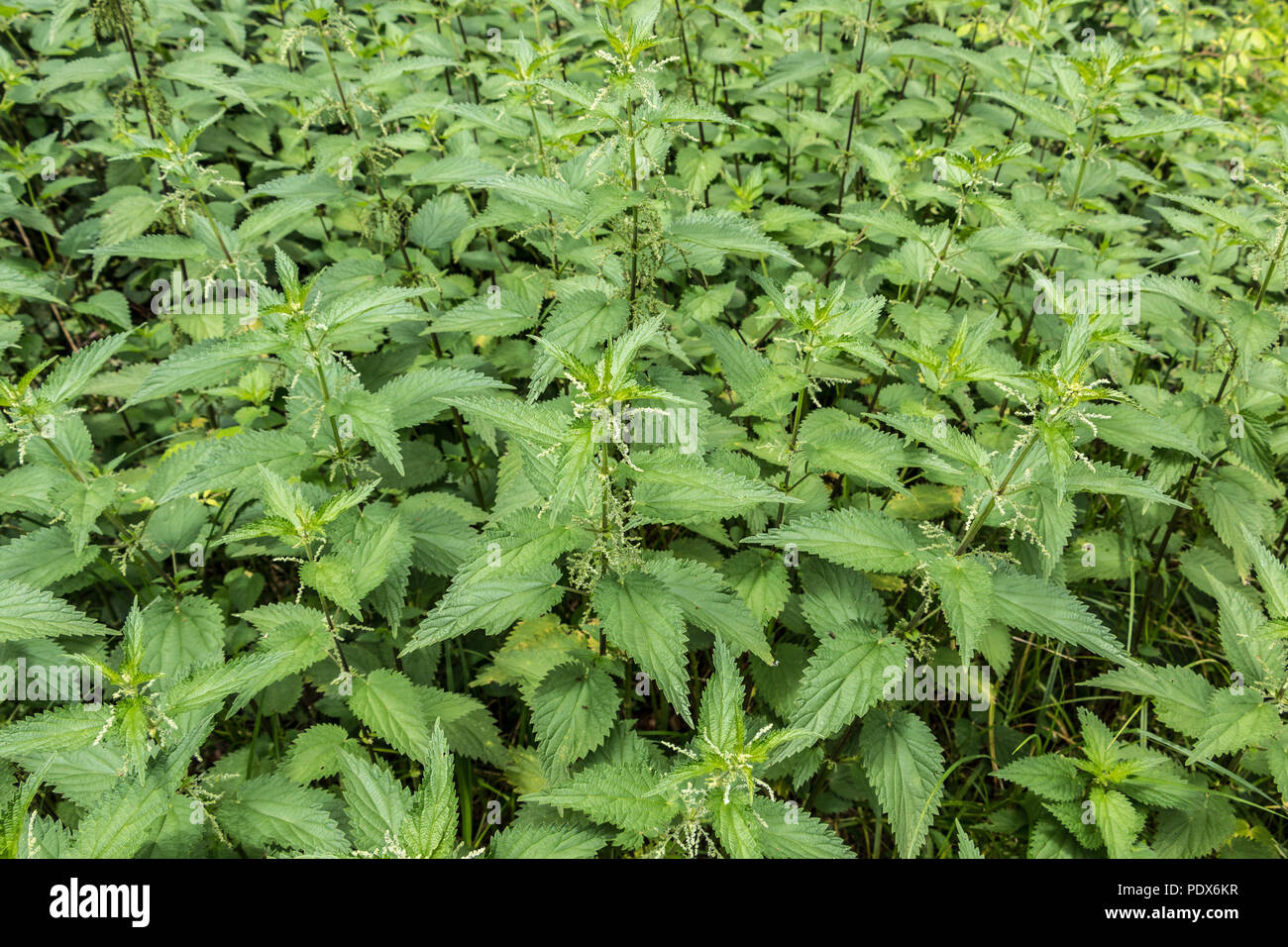 Big green field of nettles Stock Photo - Alamy