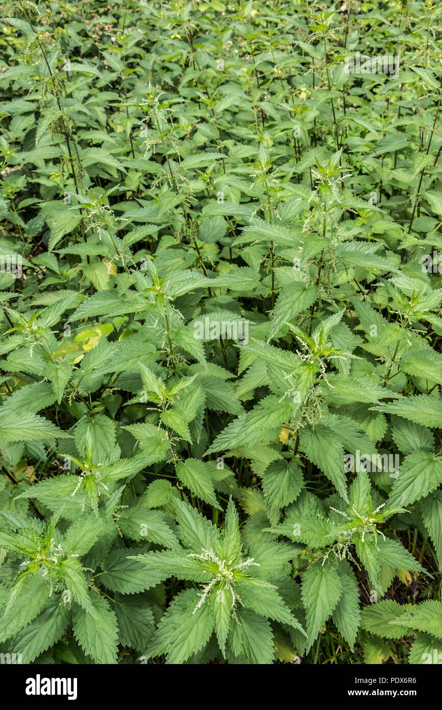 Big green field of nettles Stock Photo - Alamy