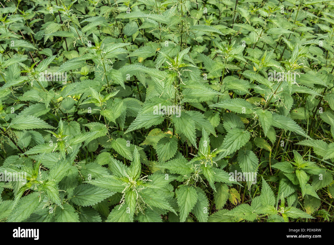 Big green field of nettles Stock Photo - Alamy