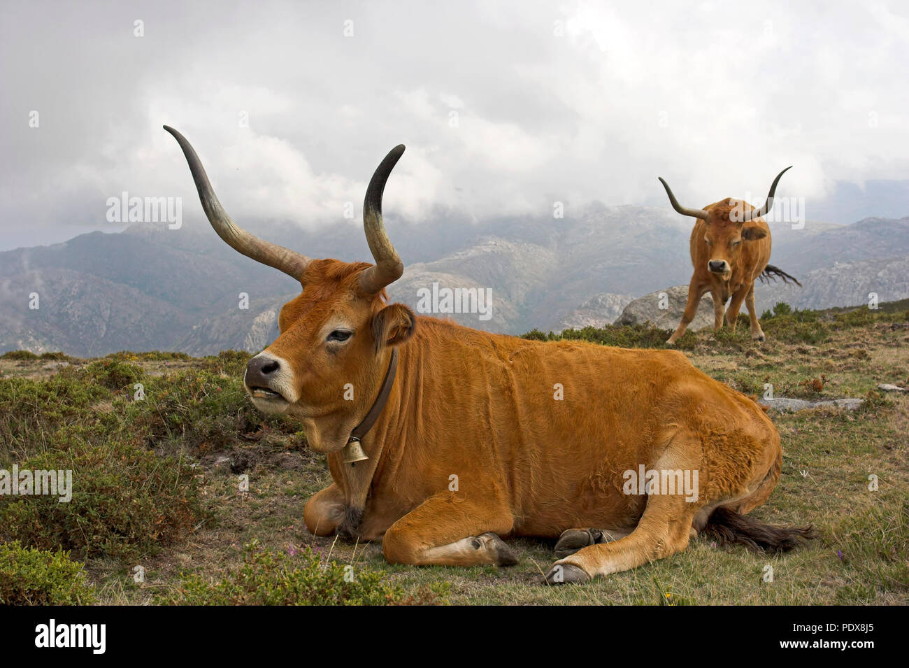 Mountain Cattle