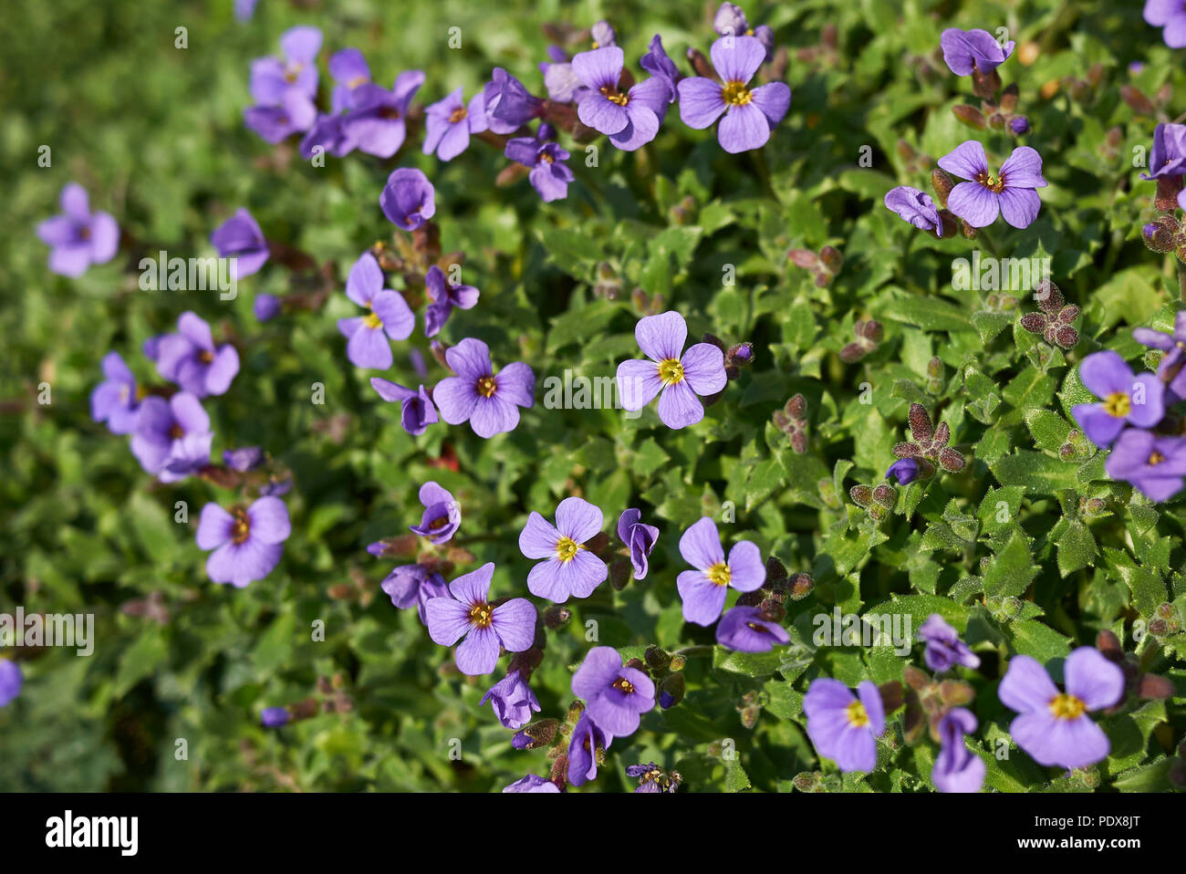 Aubrieta deltoidea plant Stock Photo - Alamy