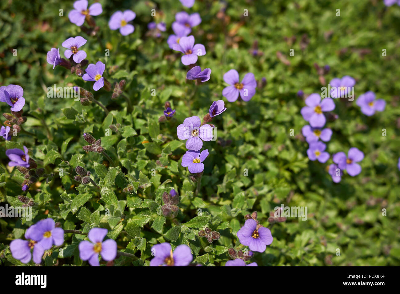 Aubrieta deltoidea plant Stock Photo - Alamy