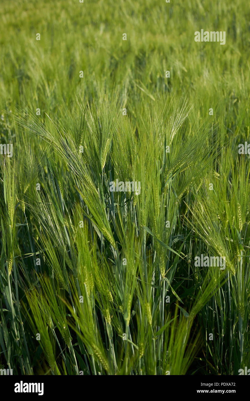 Barley ear hordeum vulgare hi-res stock photography and images - Alamy