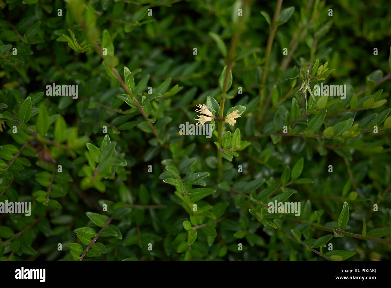 Lonicera nitida hi-res stock photography and images - Alamy