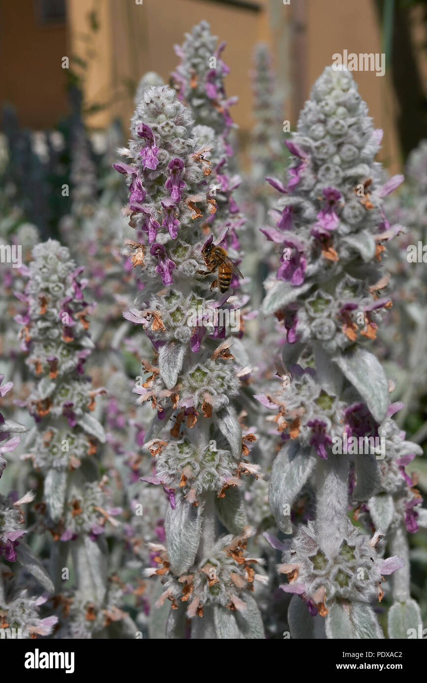 Stachys byzantina plant Stock Photo - Alamy