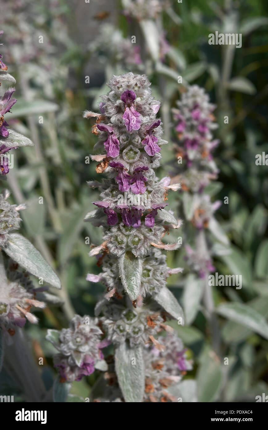 Stachys byzantina plant Stock Photo - Alamy