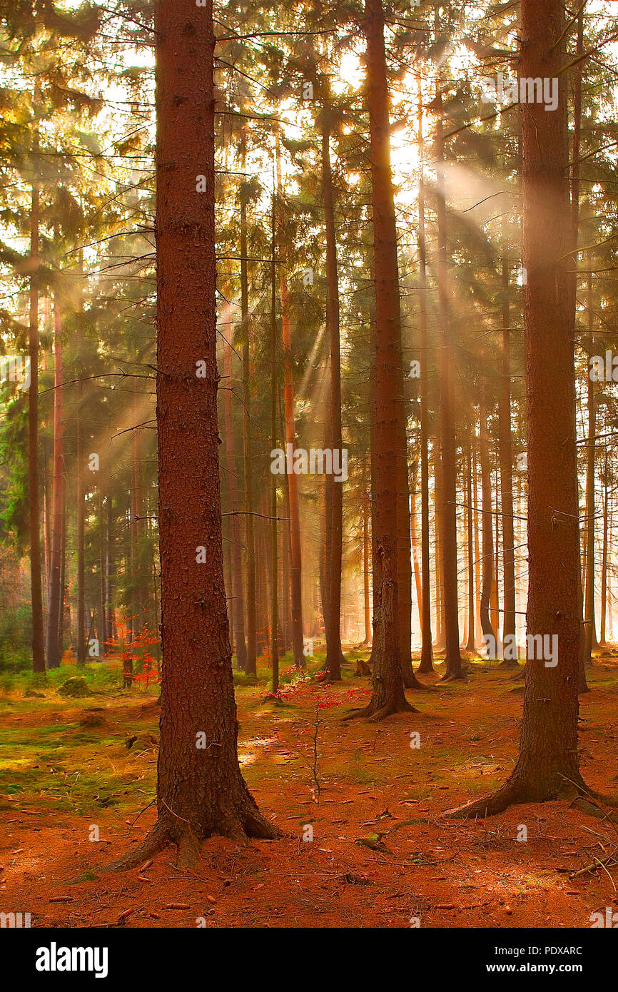 The solar beams which are making the way through foliage Stock Photo ...