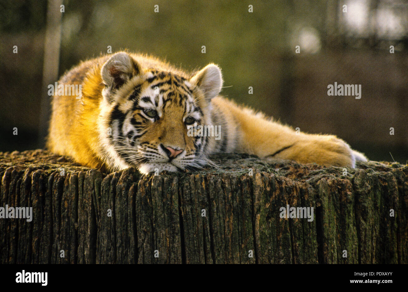 Tiger Resting Panthera tigris sumatrae , at Howletts Wild Animal Park ...