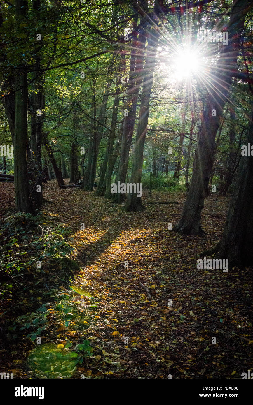 English beech woods hi-res stock photography and images - Alamy