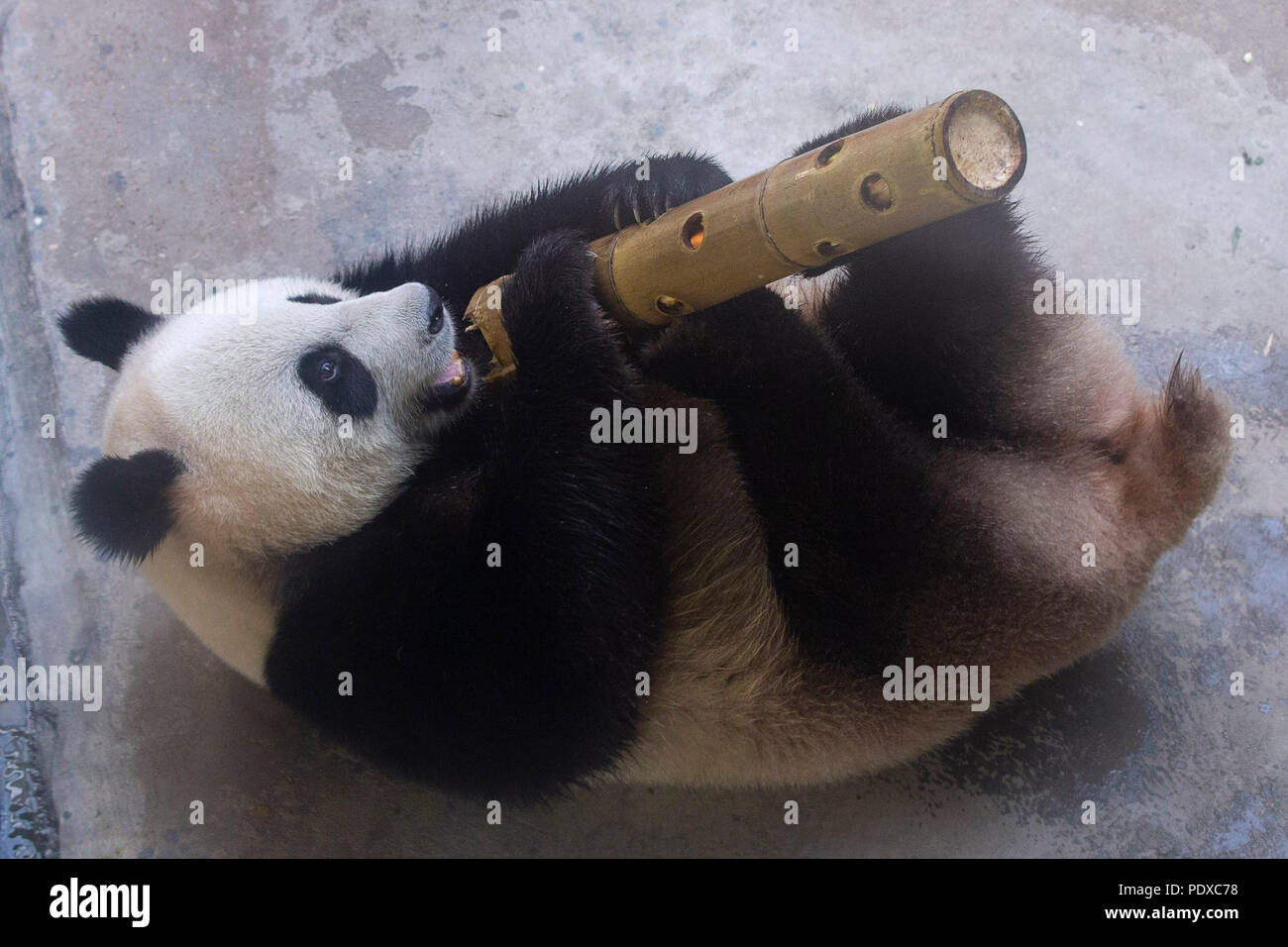 Nanjing, China's Jiangsu Province. 10th Aug, 2018. A giant panda twin ...