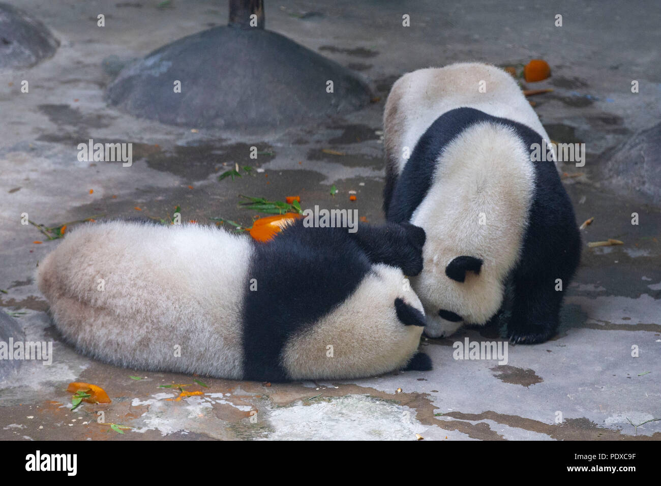 Nanjing, China's Jiangsu Province. 10th Aug, 2018. Giant panda twins ...