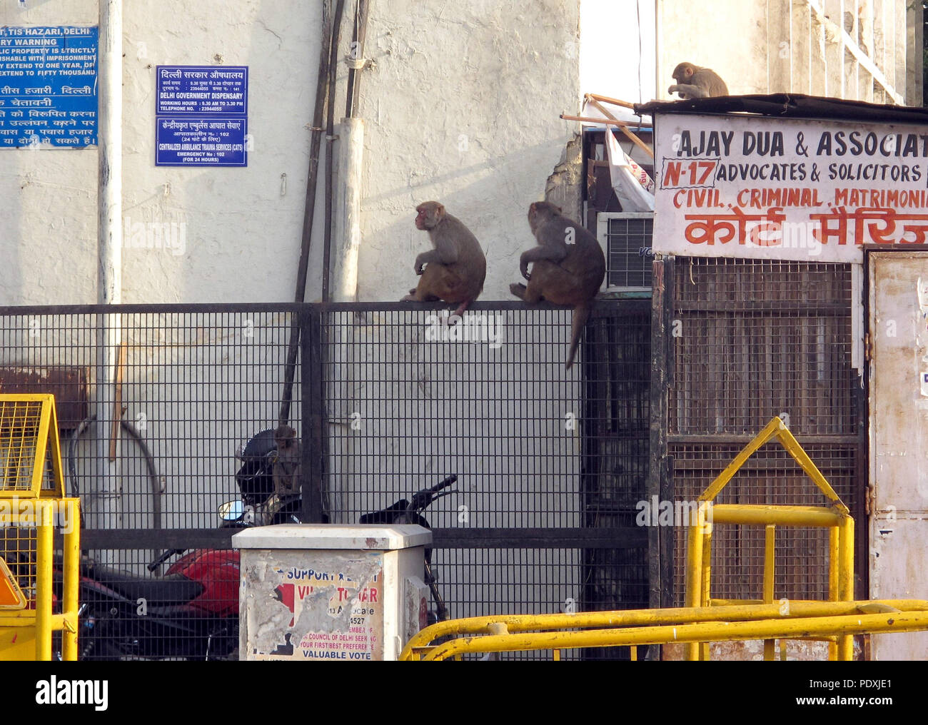 Human versus animal hi-res stock photography and images - Alamy