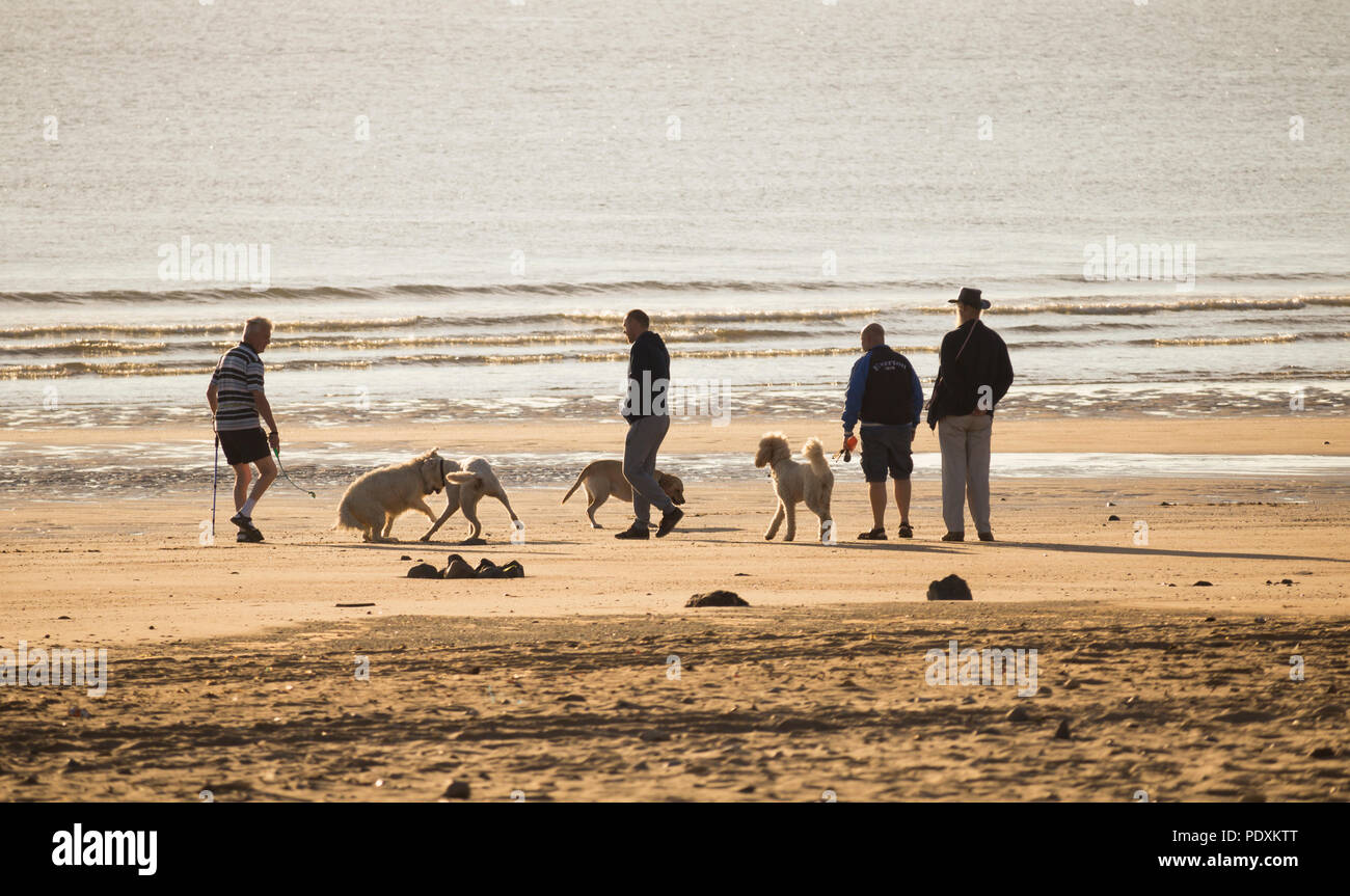 Dog walkers walking dogs on beach uk Stock Photo - Alamy