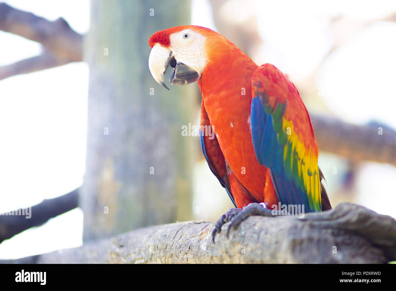Beautiful Colorful Parrot Macaw tropical Bird on Nature Background ...