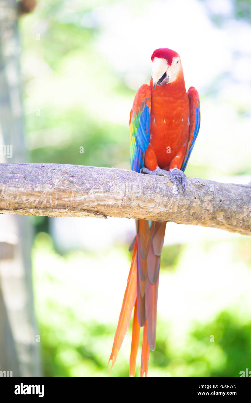 Beautiful Colorful Parrot Macaw tropical Bird on Nature Background ...