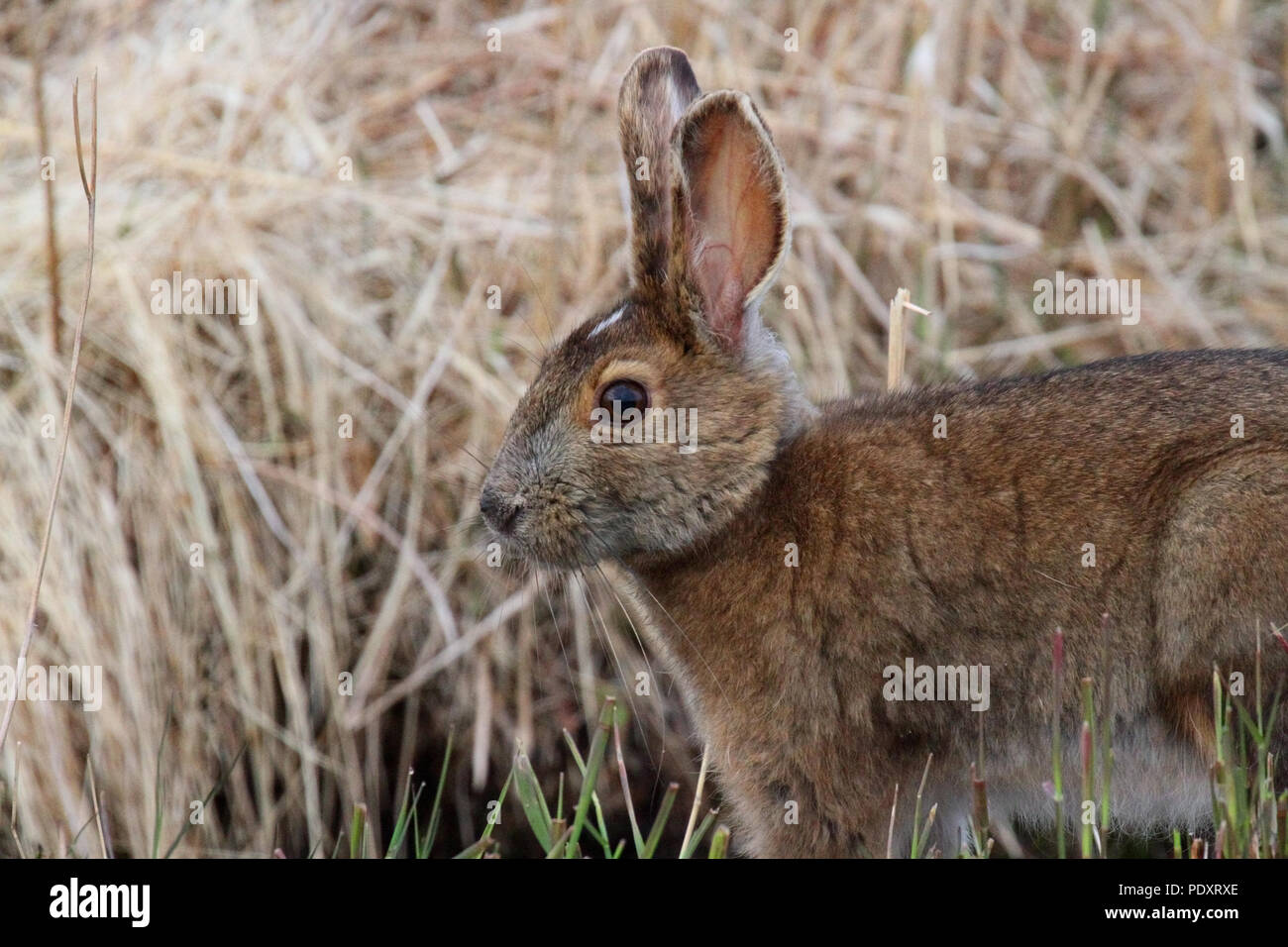 White-tailed jackrabbit, lepus townsendii Stock Photo - Alamy