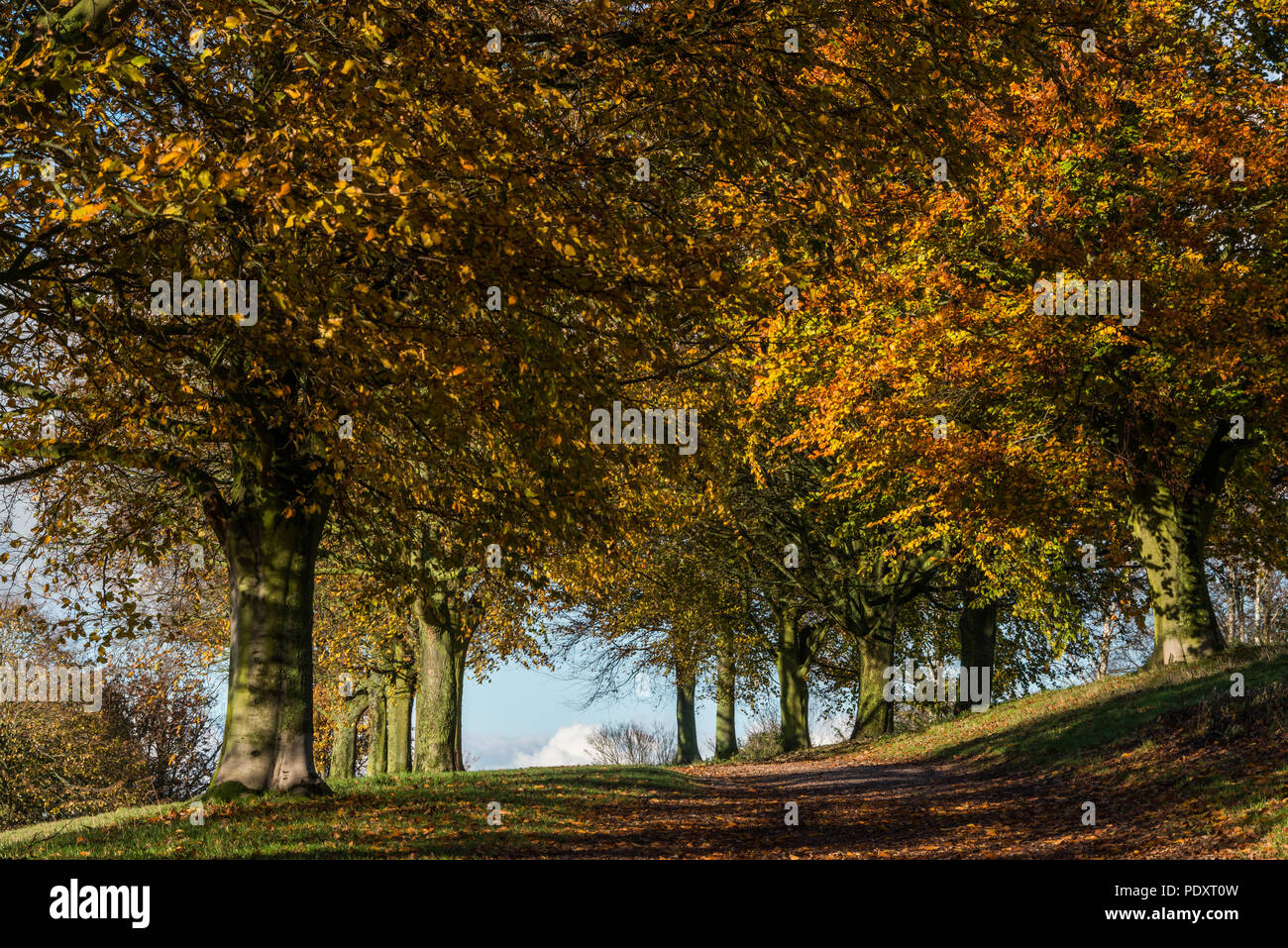 Ampthill park bedfordshire hi-res stock photography and images - Alamy