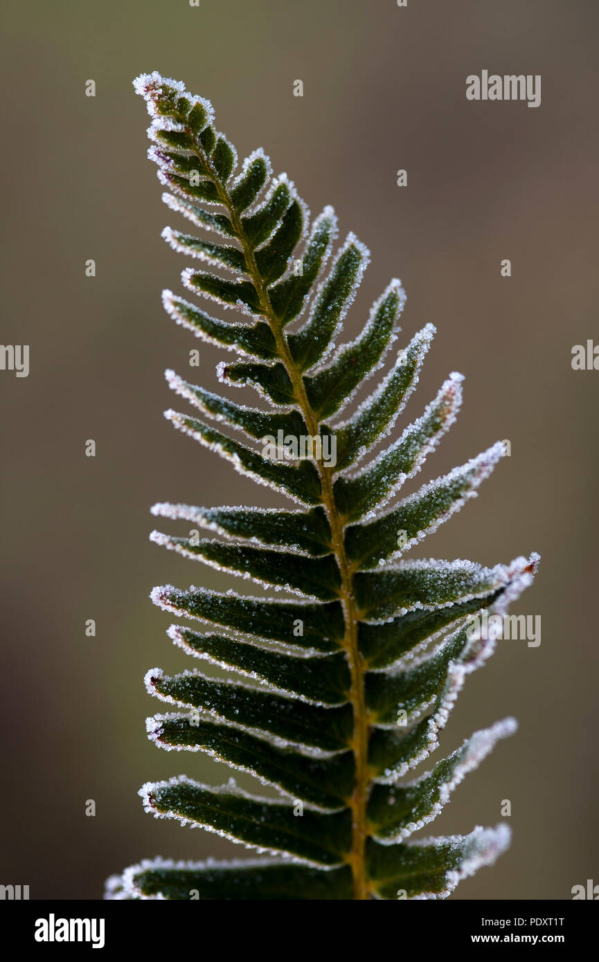 Fern ice pattern hi-res stock photography and images - Alamy