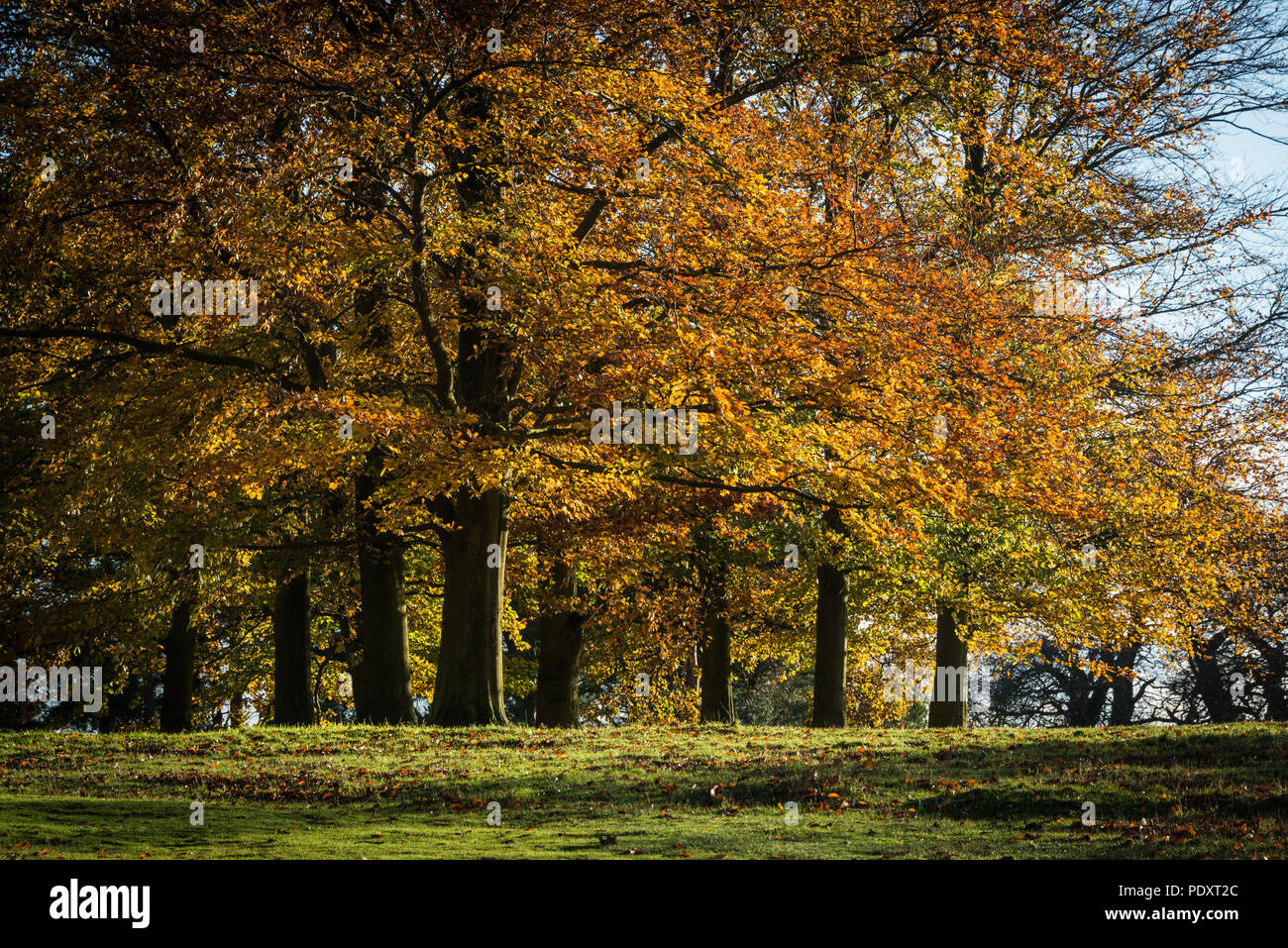 Autumn in Ampthill Park, Bedfordshire Stock Photo - Alamy