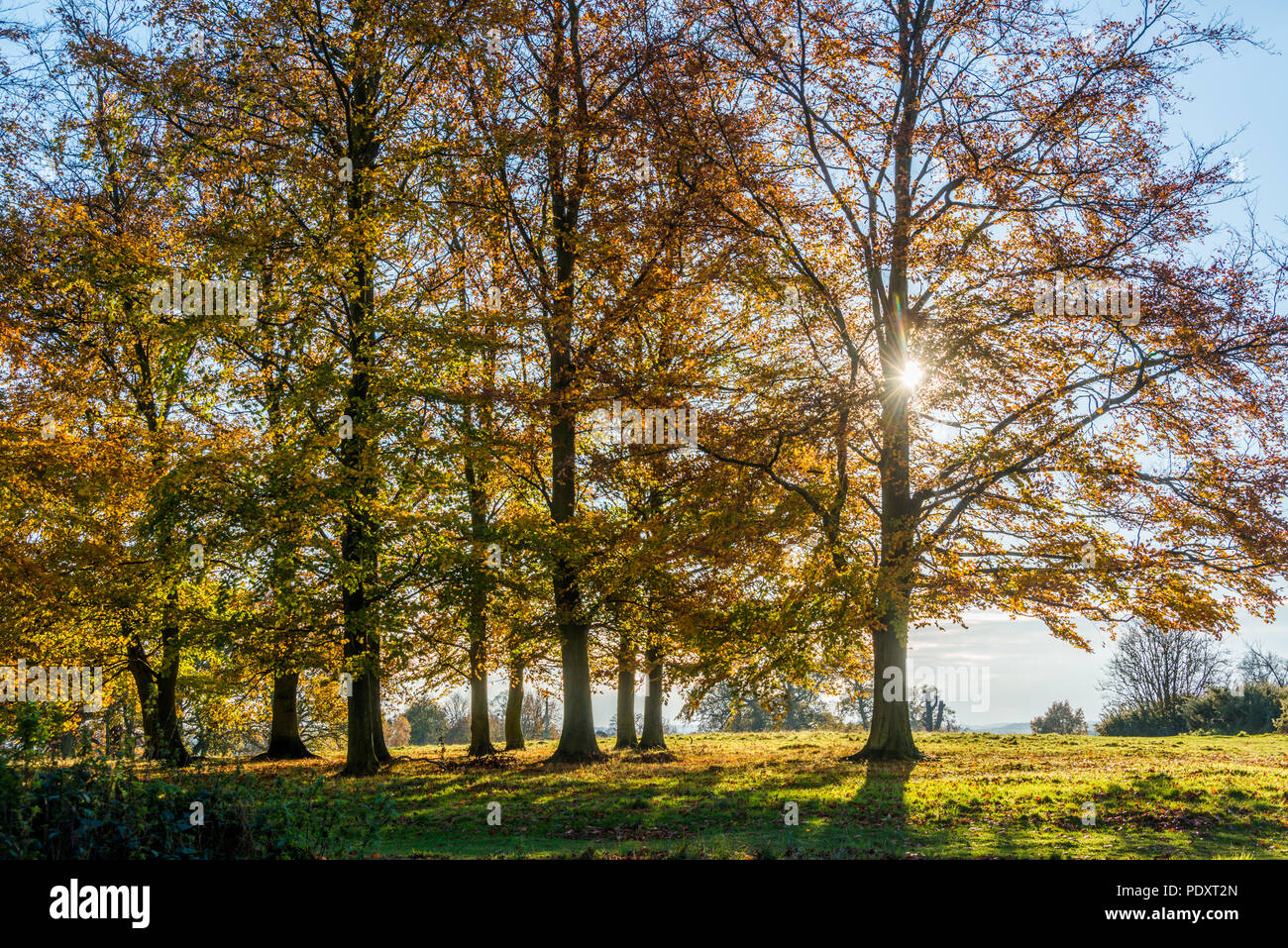 Ampthill park hi-res stock photography and images - Alamy