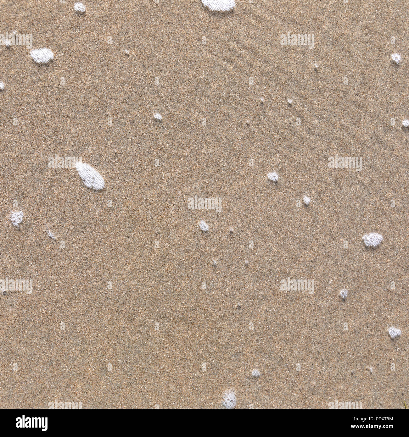 Wet sand on the beach with algae and shells Stock Photo - Alamy