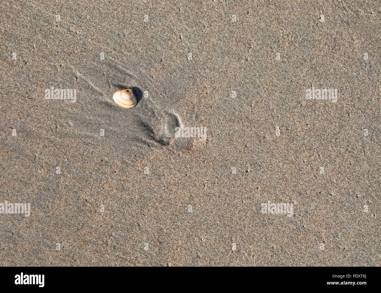 Algae on the sand hi-res stock photography and images - Alamy