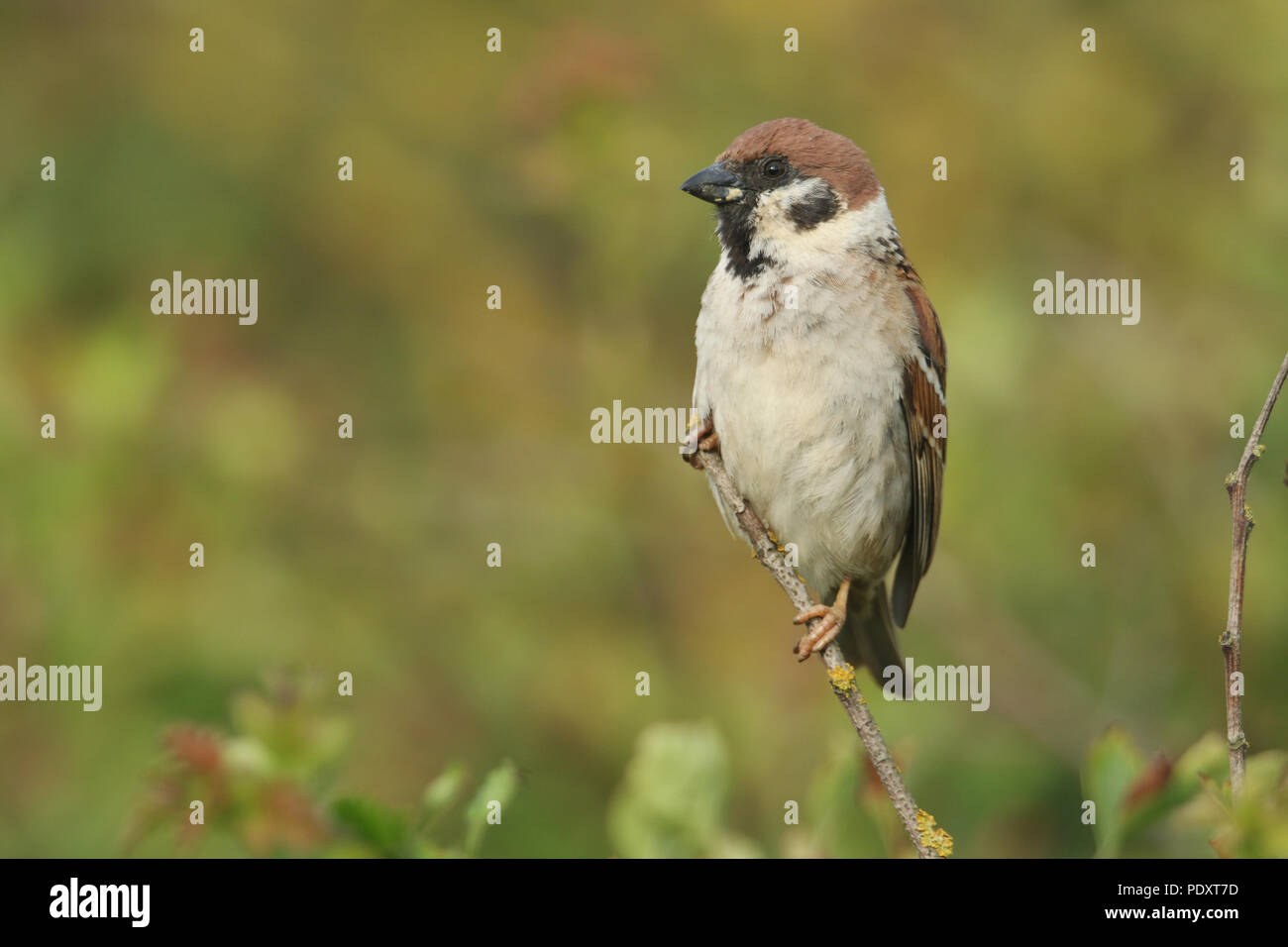 A rare Tree Sparrow (Passer montanus) perching on a branch in a bush in ...