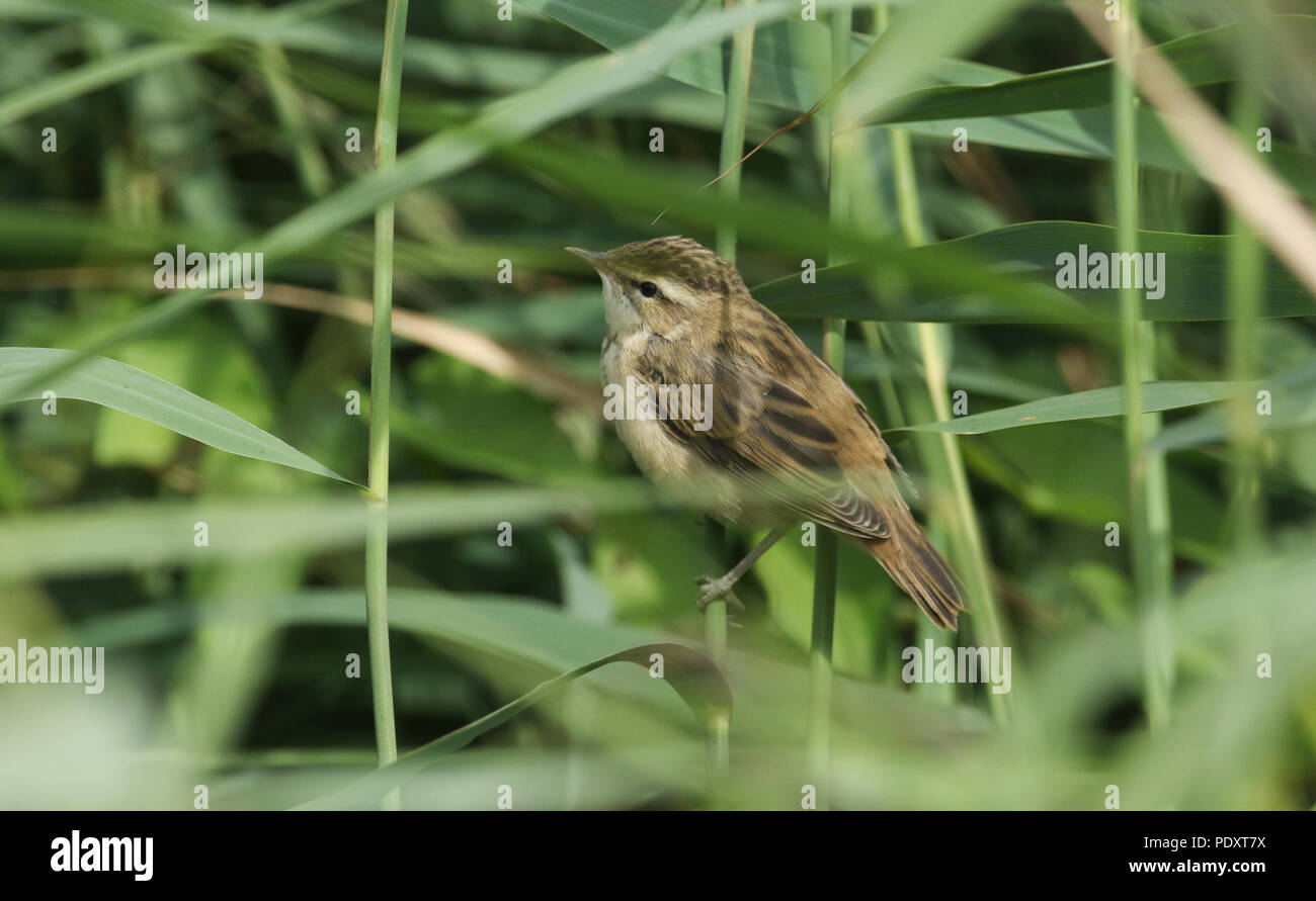 A cute fledgling Sedge Warbler (Acrocephalus schoenobaenus) perching on ...