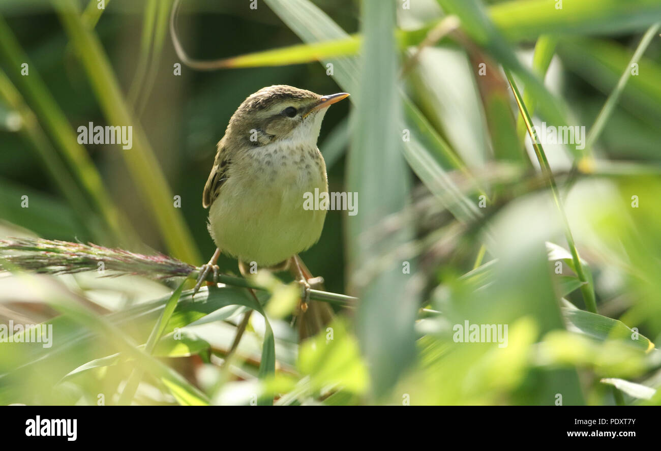 A cute fledgling Sedge Warbler (Acrocephalus schoenobaenus) perching on ...