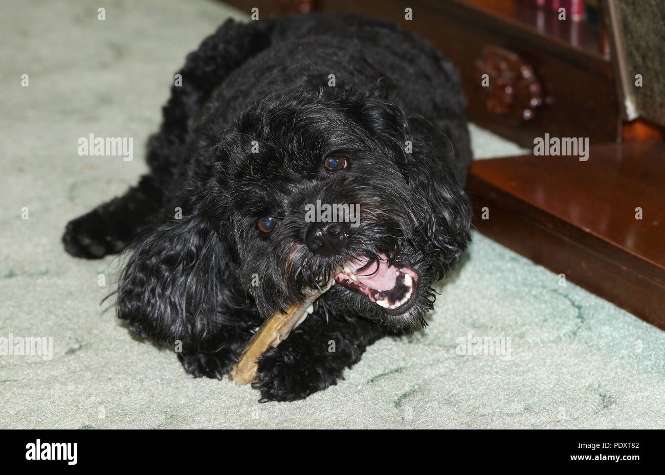 A cute Cavapoo dog also commonly known by the names Poodle x King ...