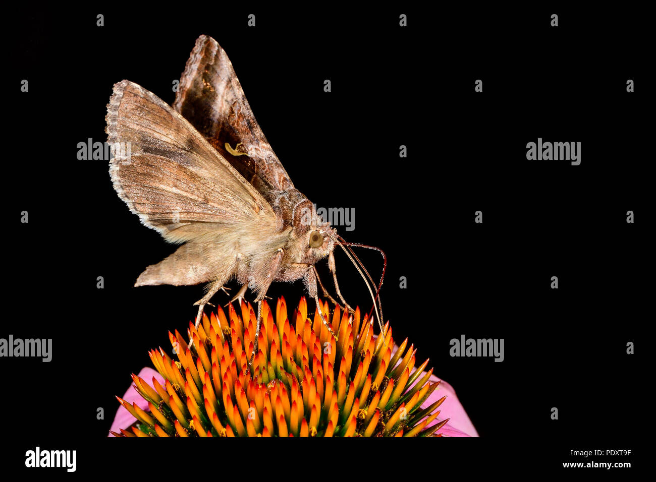 Silver y moth hi-res stock photography and images - Alamy