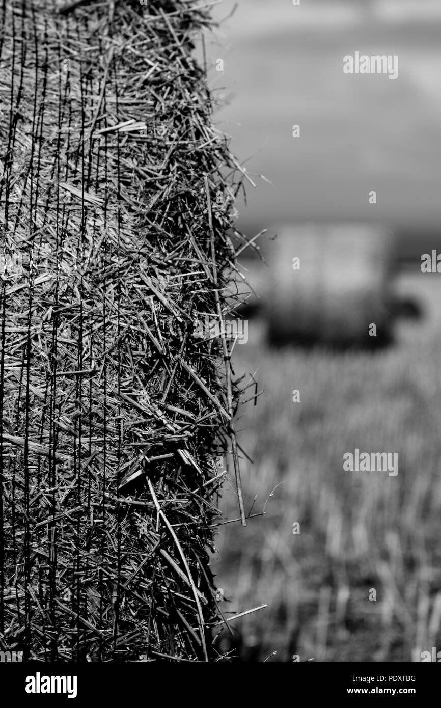 Hay Black and White Stock Photos & Images - Alamy