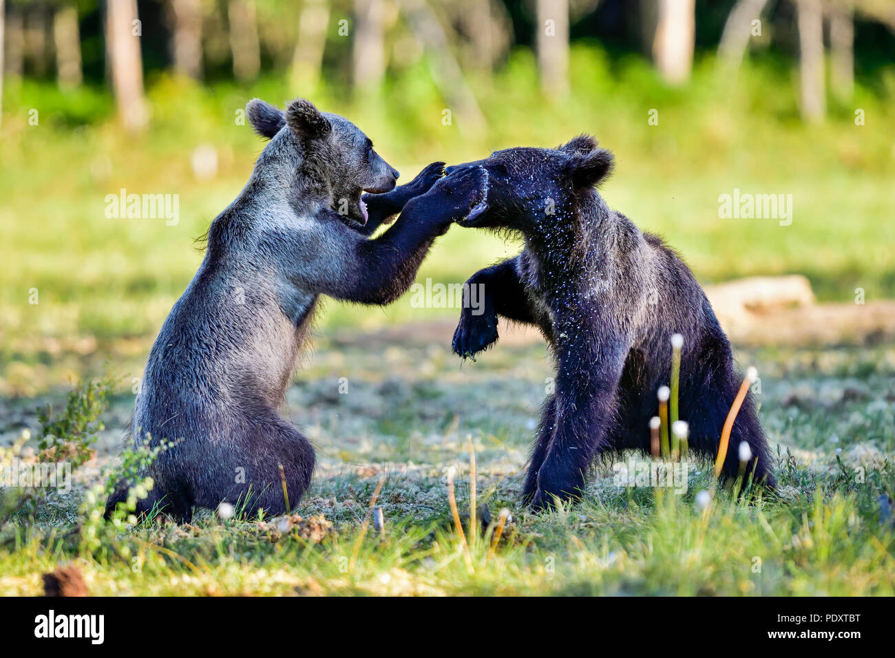 Brown bear and yearlings hi-res stock photography and images - Alamy