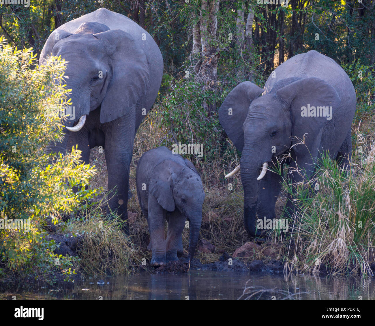 African elephant images hi-res stock photography and images - Alamy