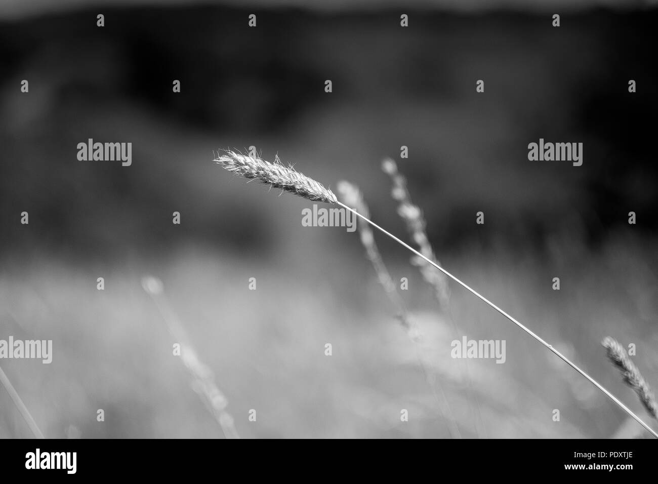 Hayton Black and White Stock Photos & Images - Alamy