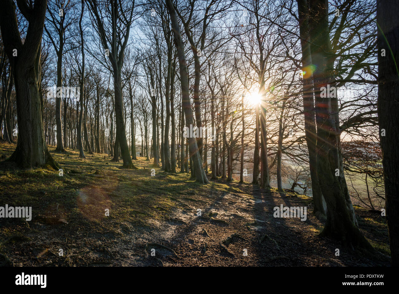 Sharpenhoe Clappers beech wood, Bedfordshire Stock Photo - Alamy