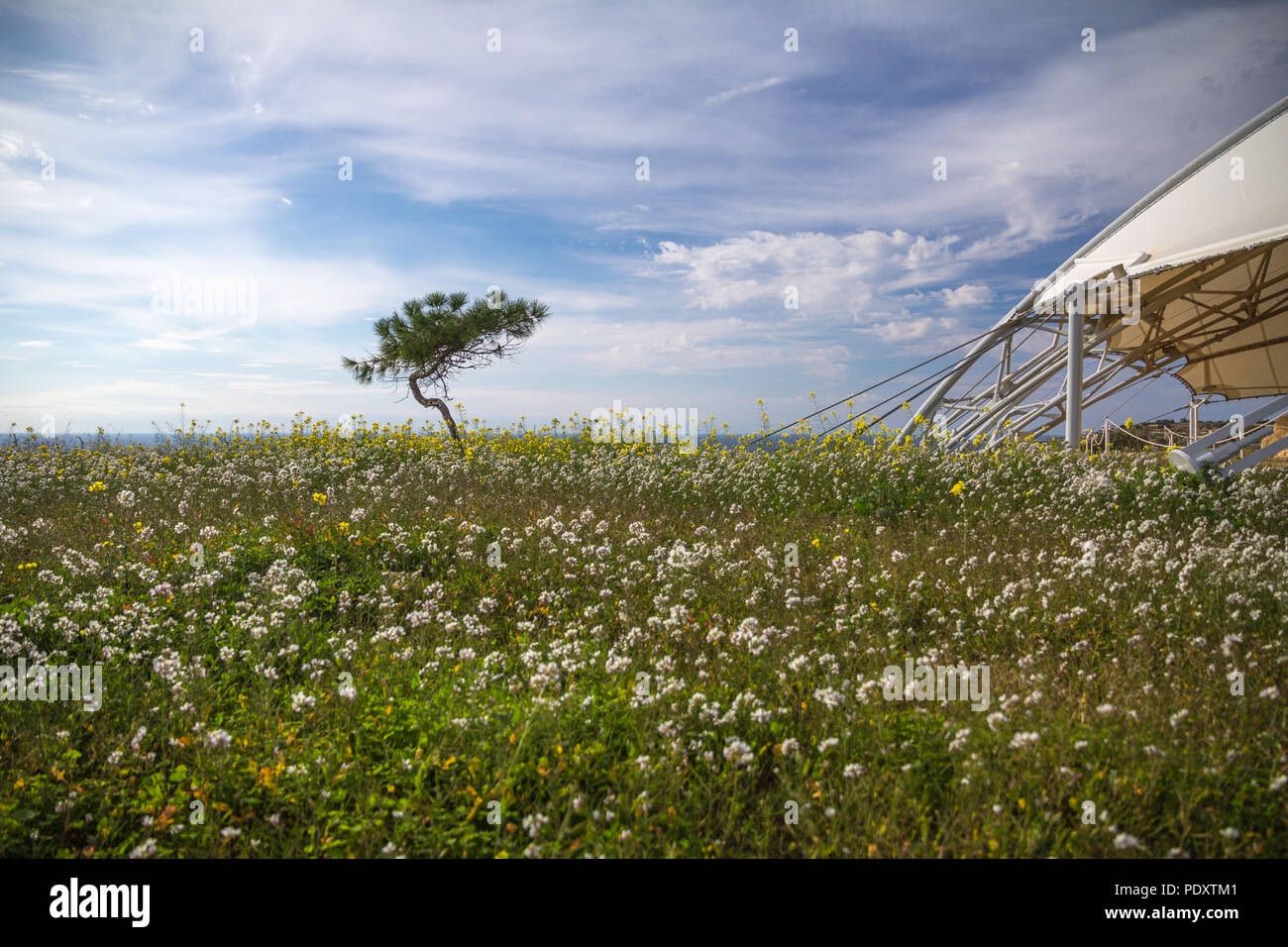 Stunted, wind-formed tree and wildflowers near awnings protecting Hagar ...