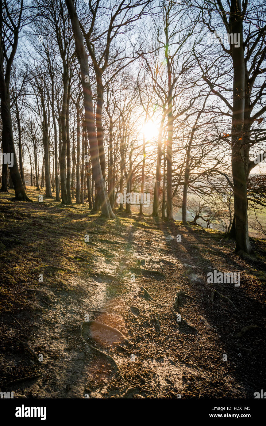Sharpenhoe Clappers beech wood, Bedfordshire Stock Photo - Alamy