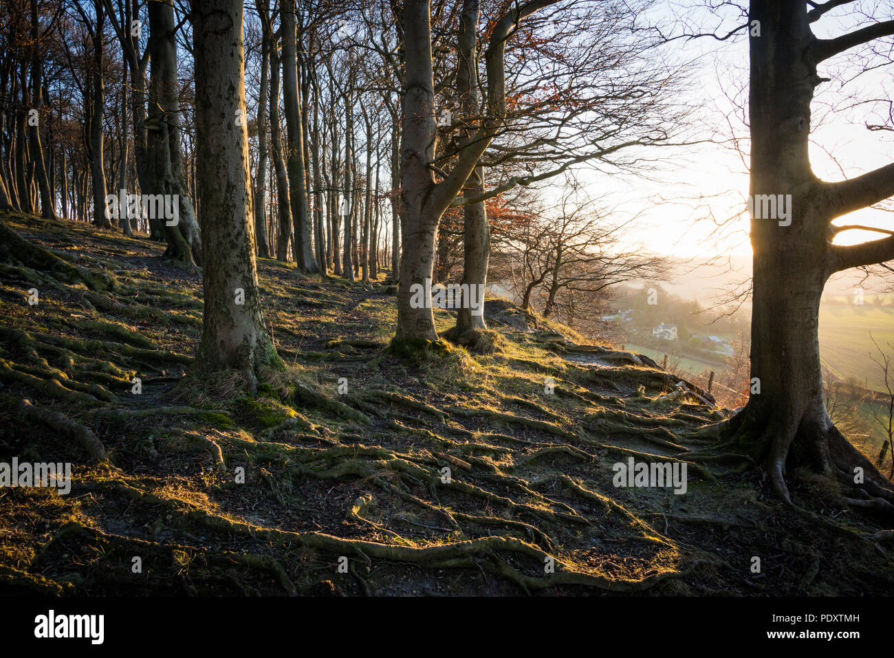 Sharpenhoe Clappers beech wood, Bedfordshire Stock Photo - Alamy