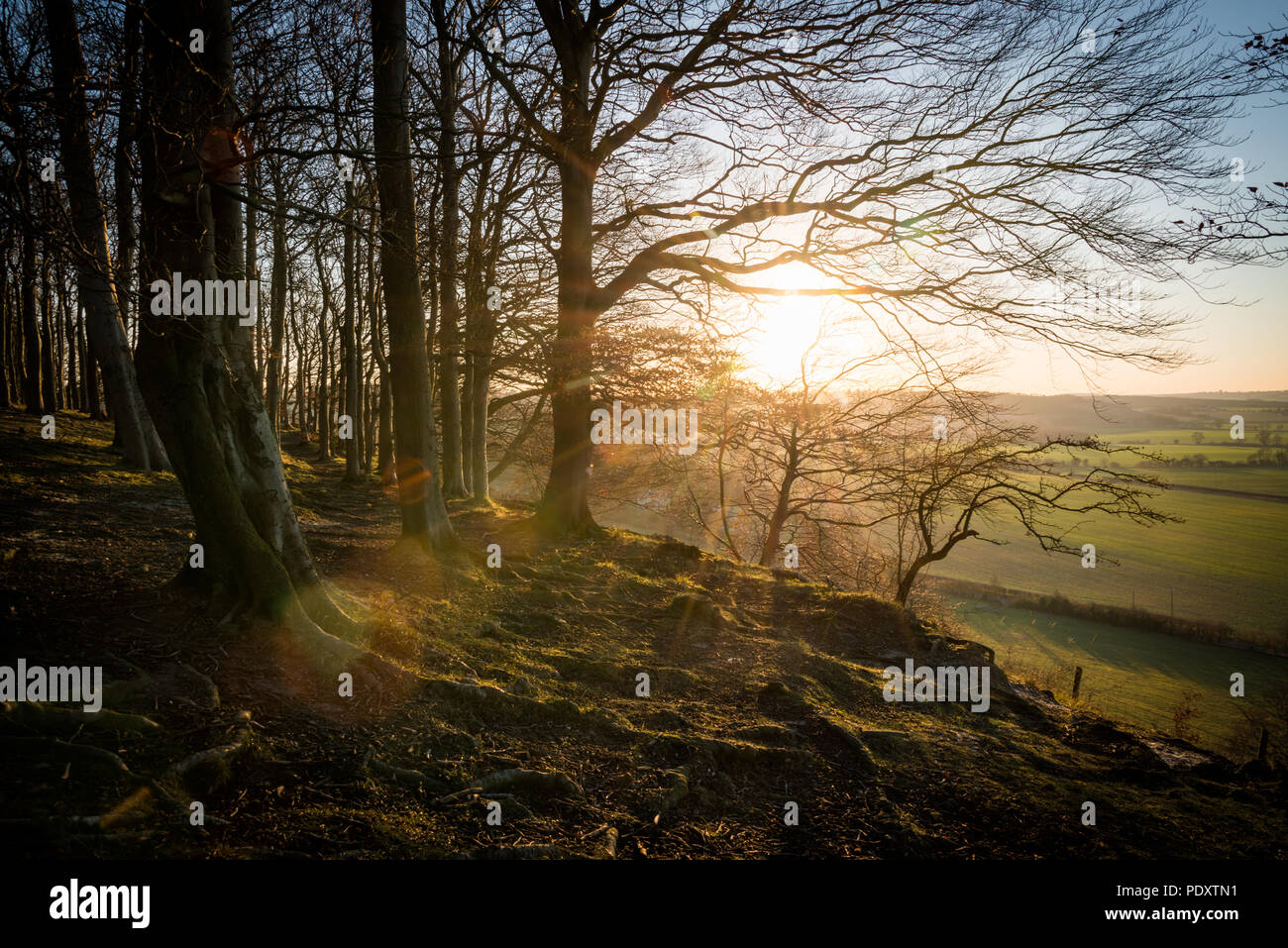 Sharpenhoe Clappers beech wood, Bedfordshire Stock Photo - Alamy