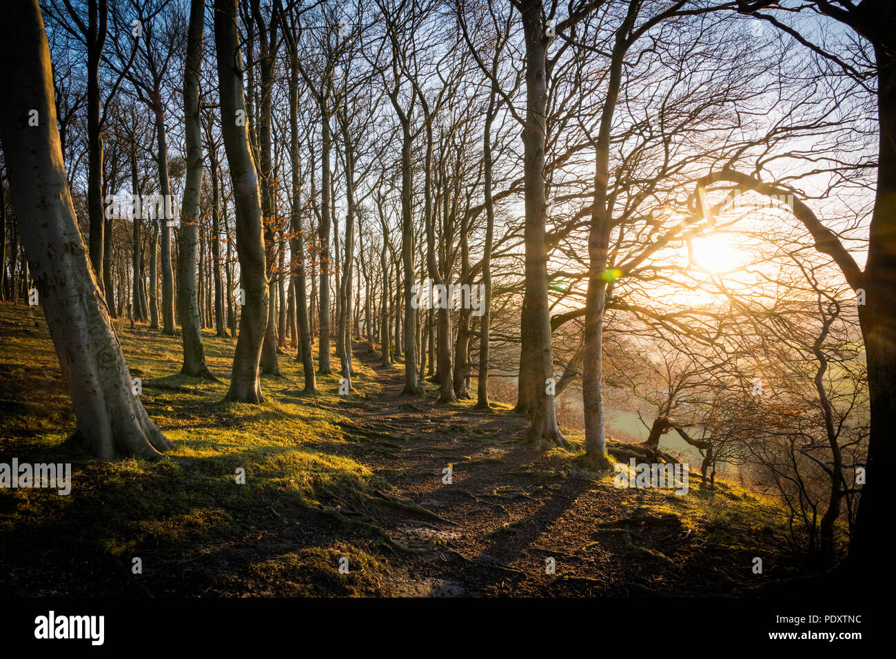 Sharpenhoe Clappers beech wood, Bedfordshire Stock Photo - Alamy
