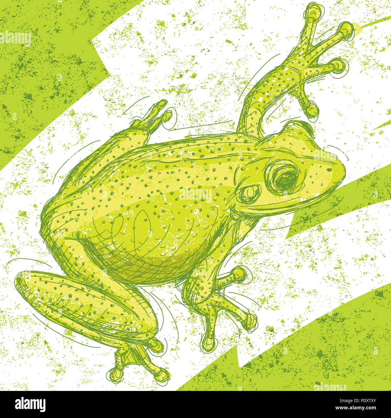 Green Tree Frog Drawings
