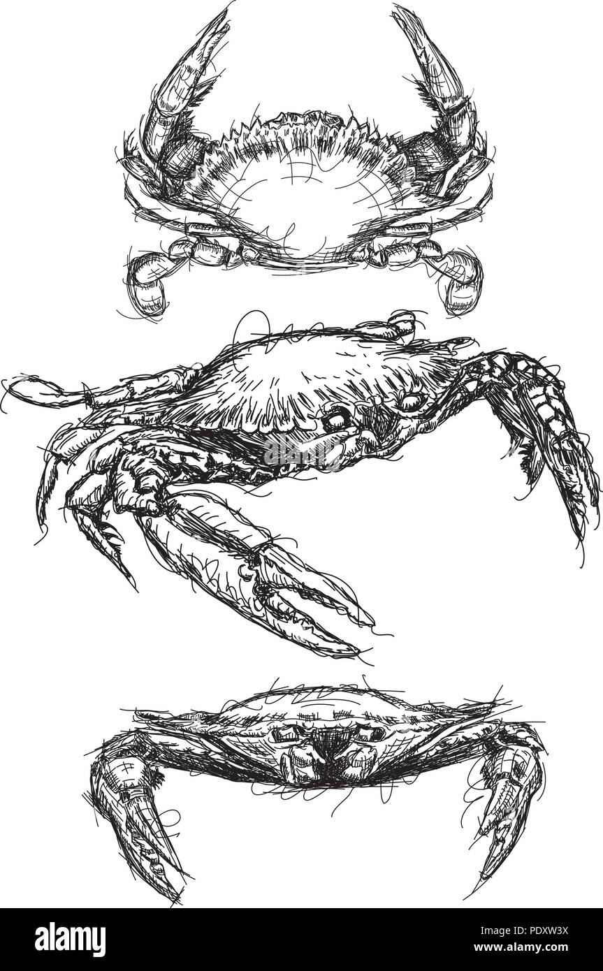 Crab drawing hi-res stock photography and images - Alamy