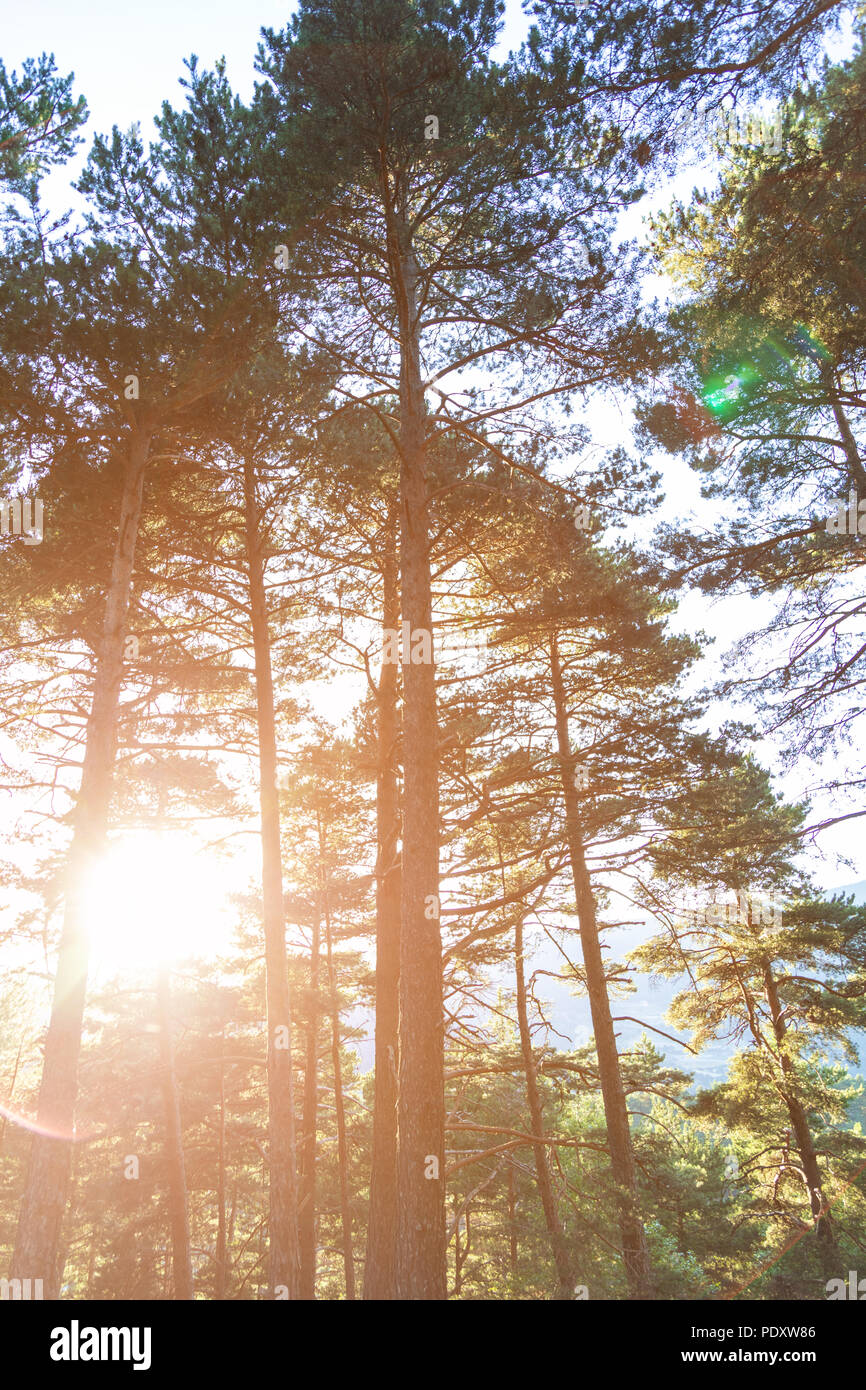 Coniferous Forest tree Background. Wild woods landscape. Travel concept ...