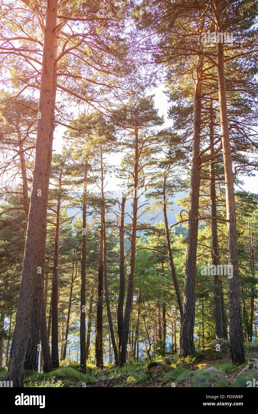 Coniferous Forest tree Background. Wild woods landscape. Travel concept ...