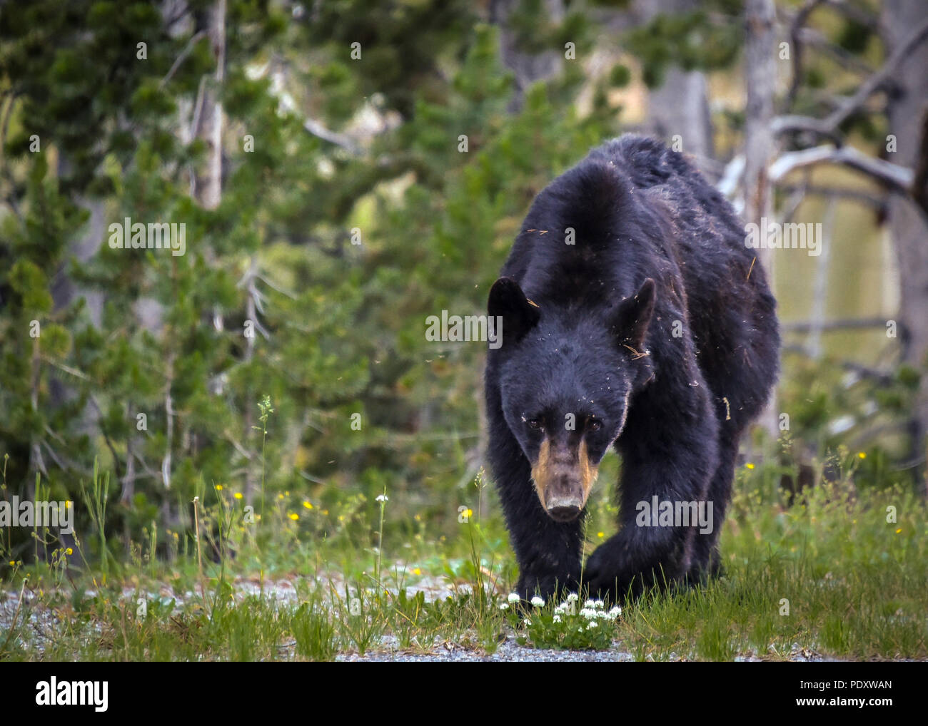 Bear smelling flowers hi-res stock photography and images - Alamy