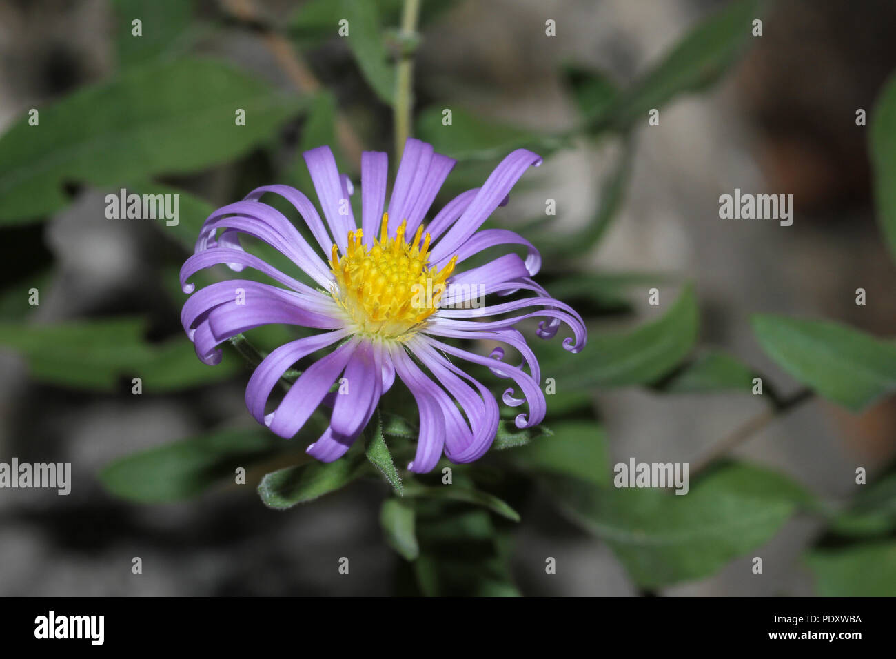 Aster sp hi-res stock photography and images - Alamy