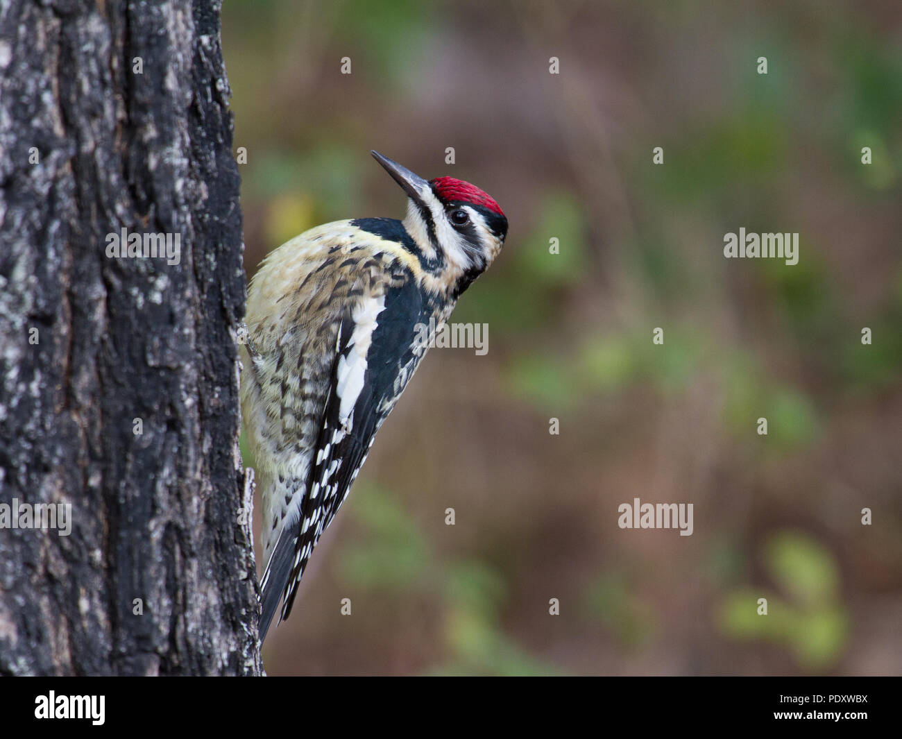 Yellow Bellied Sapsucker Flying