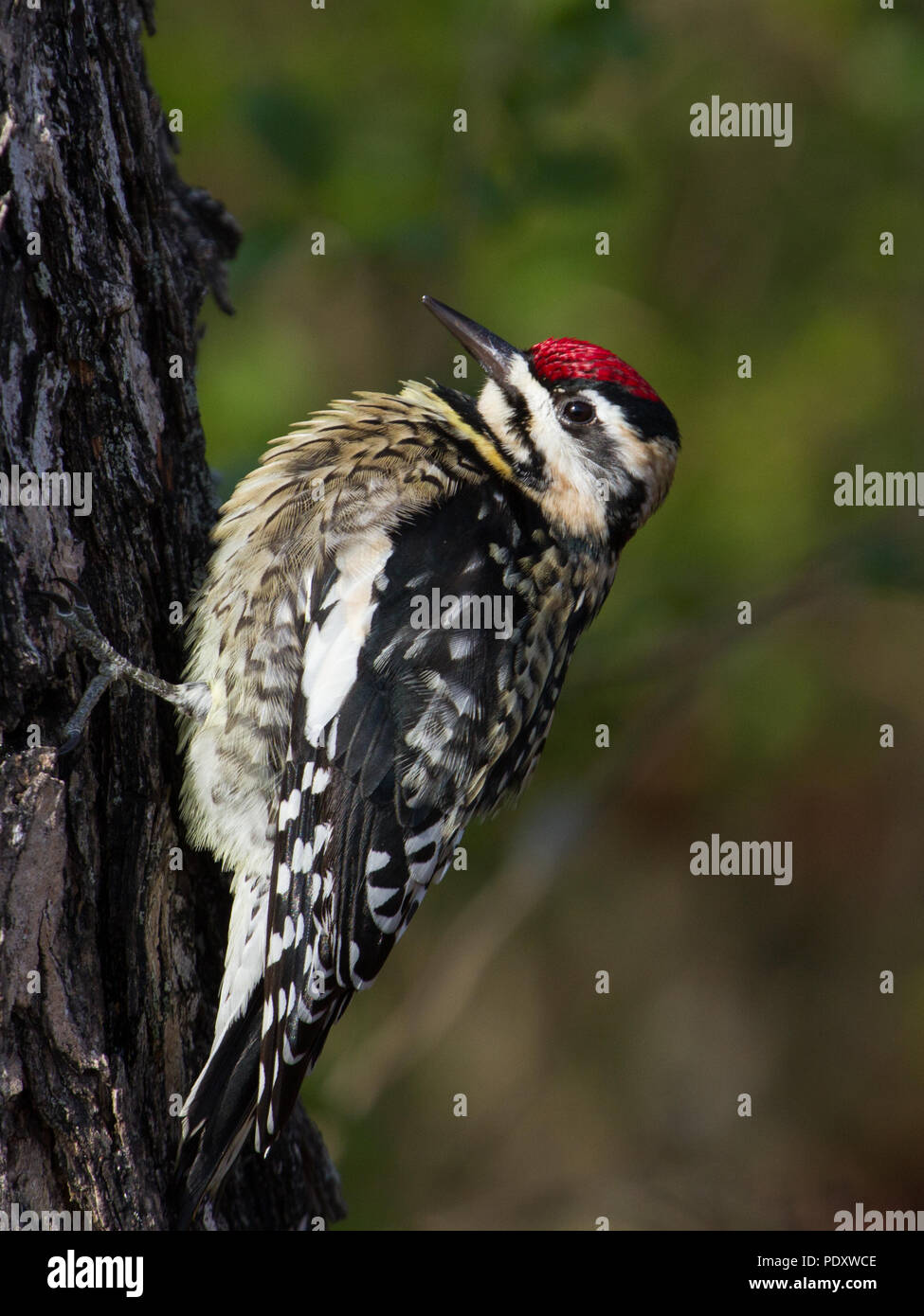 Sapsucker woodpecker hi-res stock photography and images - Alamy